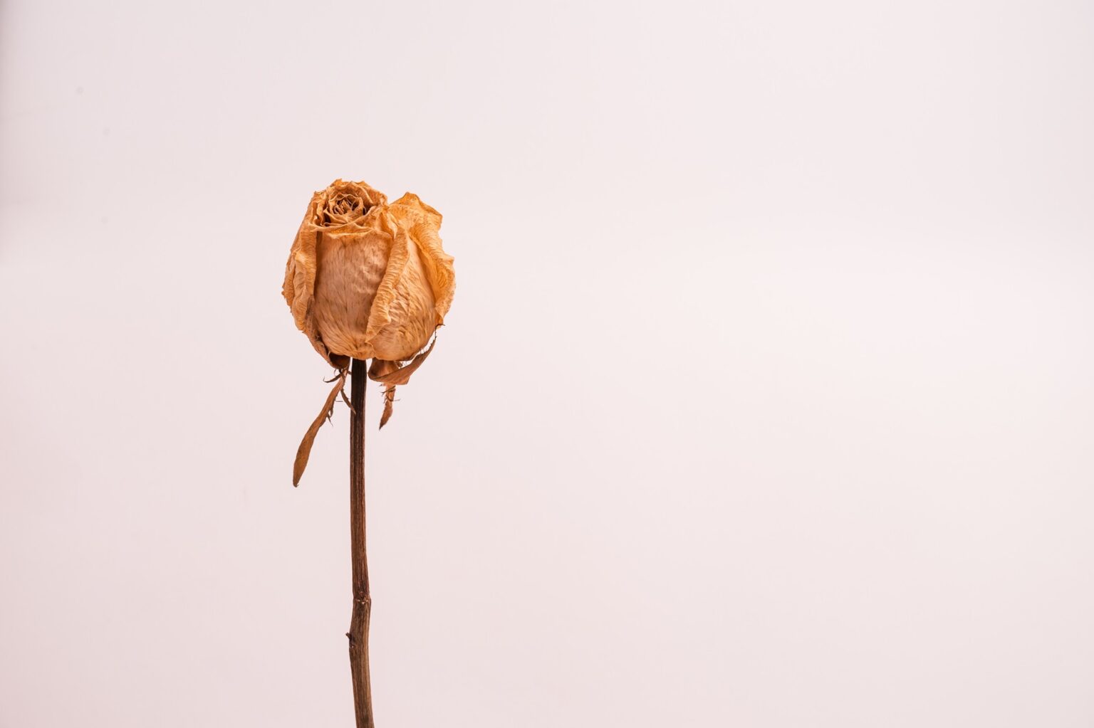 5 Effective Ways To Preserve Flowers [A DIY Ways]