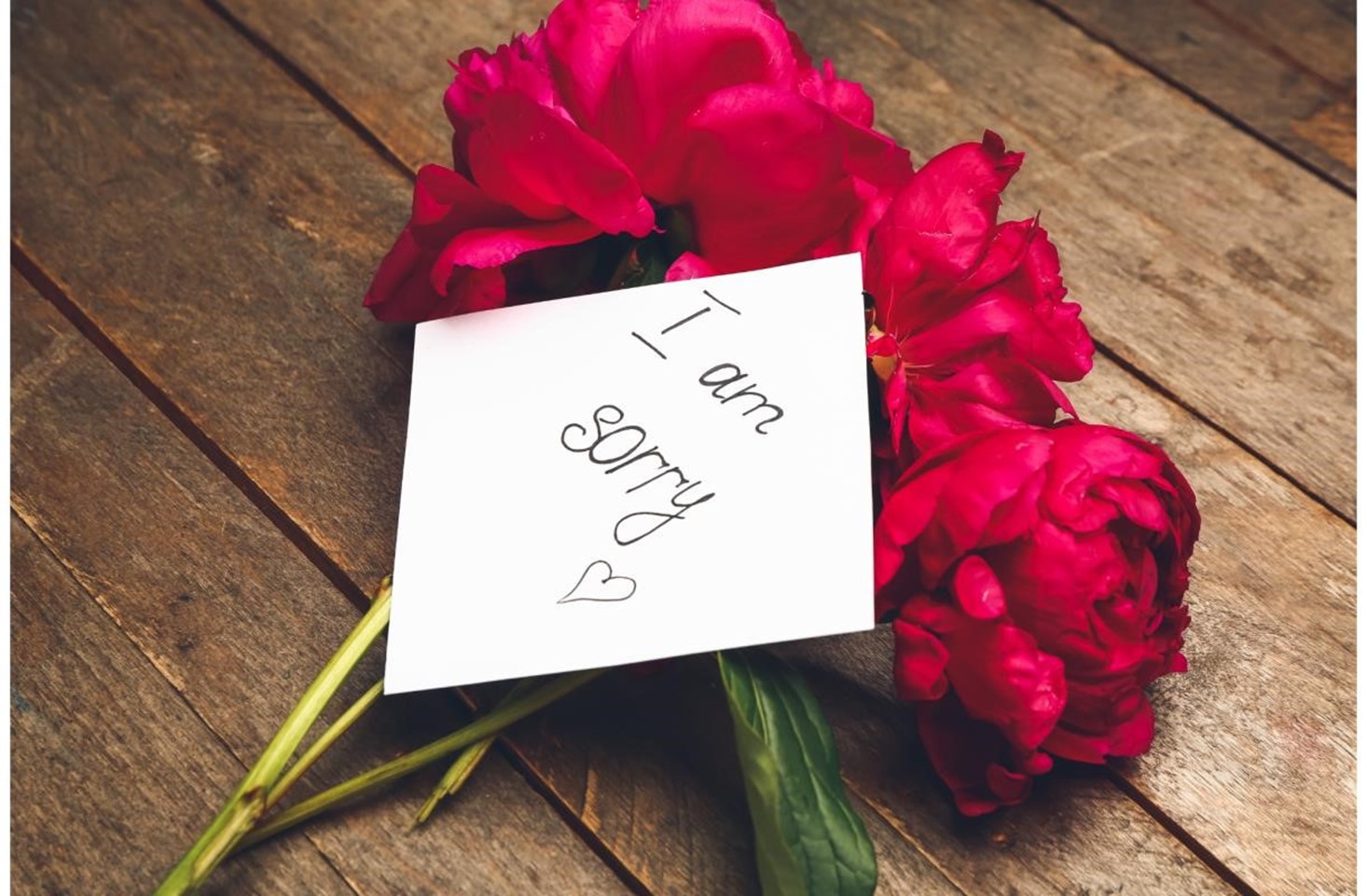 Best Apology Flowers And Their Meaning